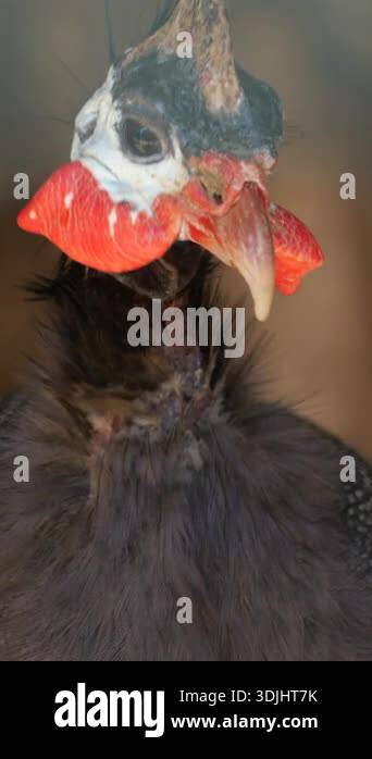 A close view of a guinea fowl with bright colors on its face Stock ...
