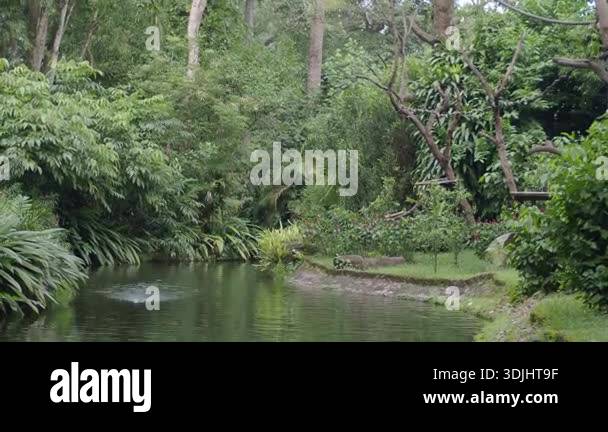 People explore a garden with trees and plants beside a water body Stock ...