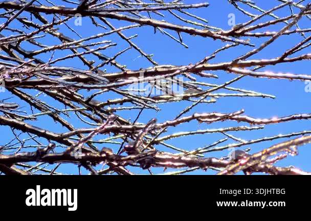 Frozen tree branches shimmering under a layer of transparent ice, close ...
