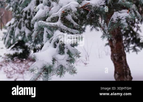 Panoramic view of a spruce tree outdoors, showing its height and snowy ...