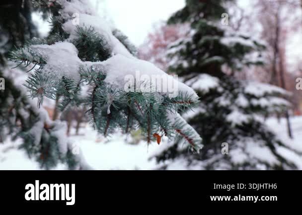 Tall spruce tree surrounded by winter landscape Stock Video Footage - Alamy