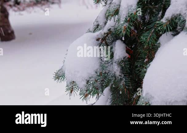 Winter spruce tree covered with fresh snow in a beautiful park setting ...