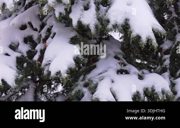 Snow gently falling on a lush spruce tree in a peaceful winter park ...