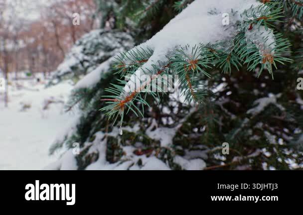 Snow covered spruce tree branch against a winter park Stock Video ...