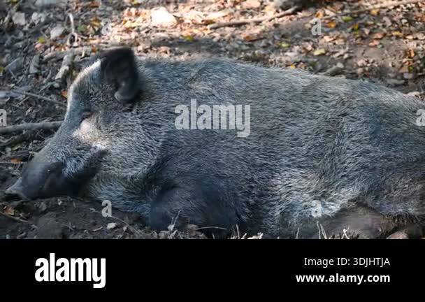 Wild boars in nature. Beautiful concept for animals and nature Stock ...