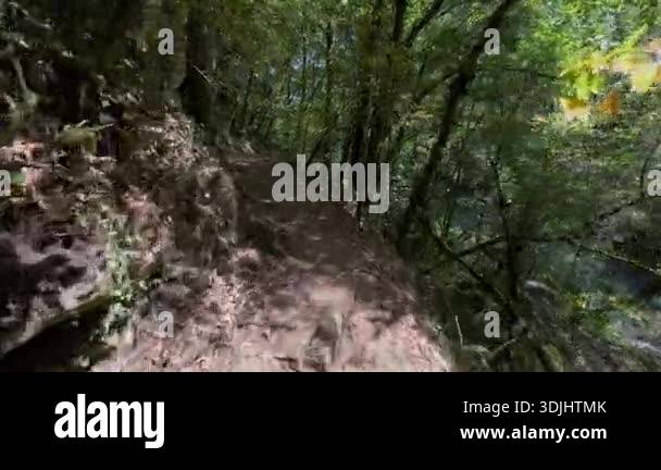 Slow forward-moving shot along a leaf-strewn woodland path beneath a ...
