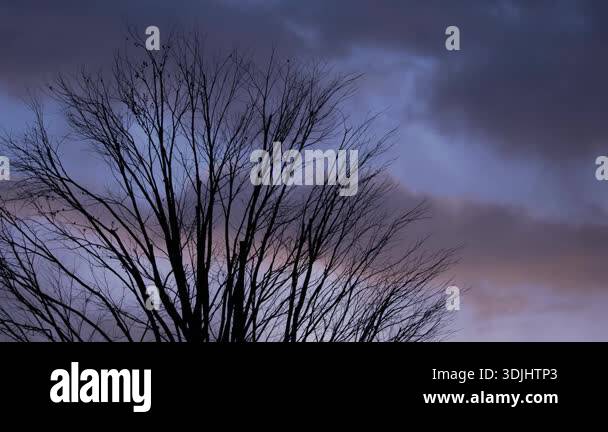 Tokyo,Japan - January 25, 2026: Japanese zelkova on dawn sky background ...