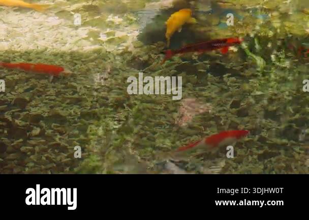 Koi Fish Swimming in Clear Sunlit Pond with Pebble Bottom visible ...