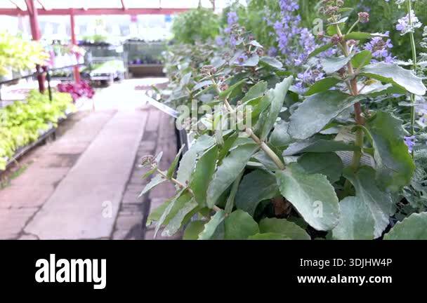 A close up view of leafy plants with small purple flowers growing ...