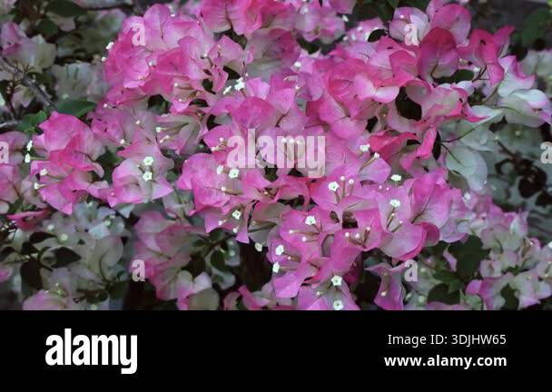 Bougainvillea glabra tree flowers swaying by the wind in wild forest ...