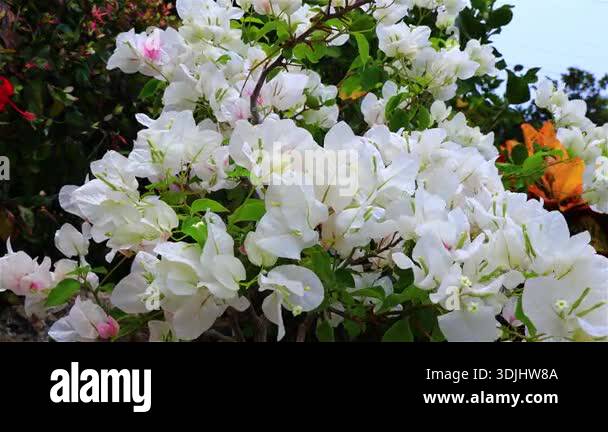 Bougainvillea glabra tree flowers swaying by the wind in wild forest ...