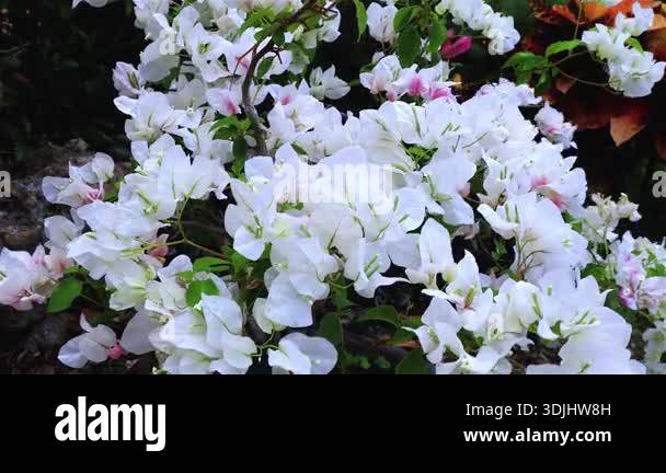Bougainvillea glabra tree flowers swaying by the wind in wild forest ...