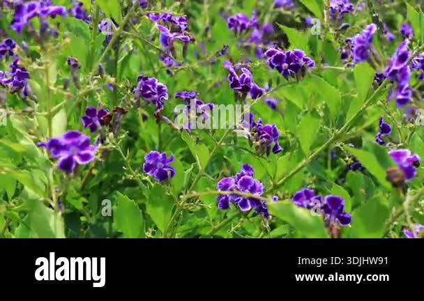 Duranta erecta tree flowers swaying by the wind in wild forest ...