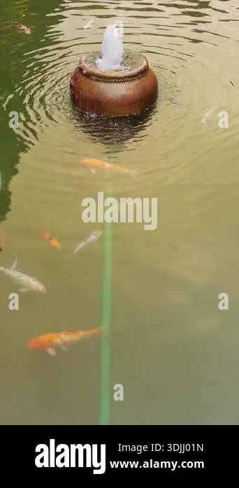 Vertical video. Koi Swimming Around Fountain in Long Narrow Pond Viewed ...