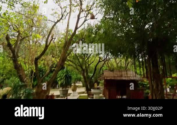 Monkey pot tree Stock Videos & Footage - HD and 4K Video Clips - Alamy