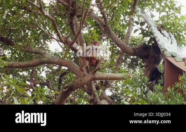 Low Angle View of Angry Monkey Shaking Branch and Leaping Away among ...