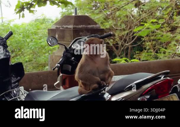 Monkey seat Stock Videos & Footage - HD and 4K Video Clips - Alamy