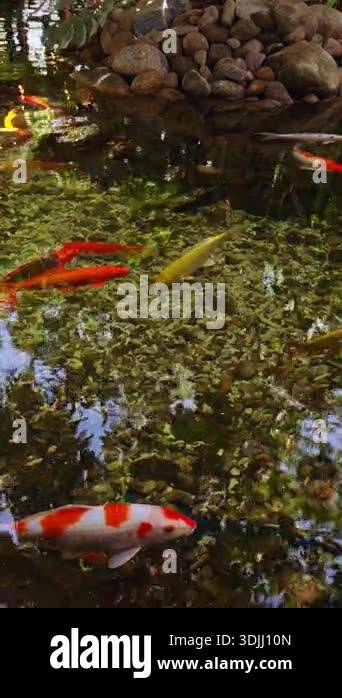 Vertical video. Wide Angle Slow Motion View of Bright Koi Fish Swimming ...