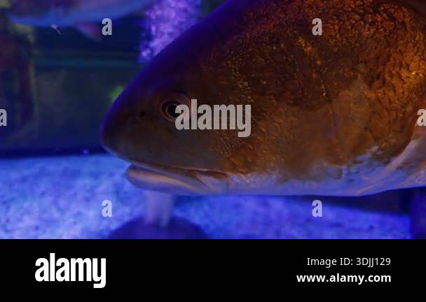 Close Slow Motion View of Fish Facing Camera with Detailed Scales and ...