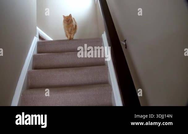 A cute ginger cat slowly descends a soft carpeted staircase in a modern ...