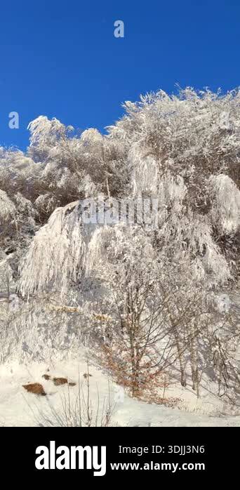 Winter scene with blue sky vertical Stock Video Footage - Alamy