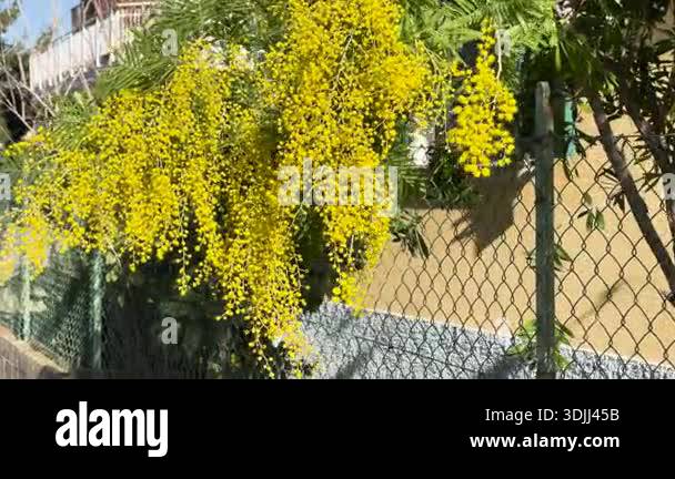 Spring mimosa flowers bloom on tree in yard of house on sunny day ...