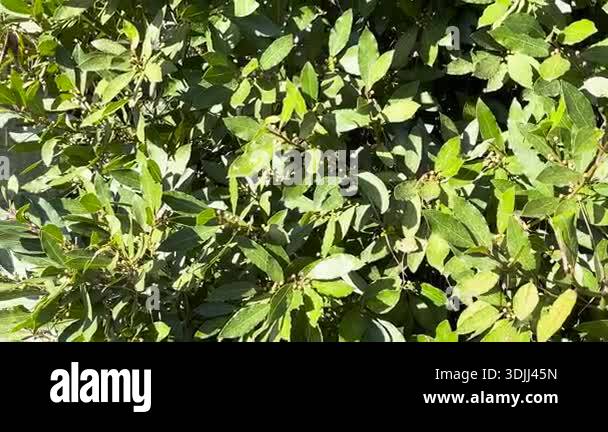 Laurus nobilis branch and leaves. Nature and background for design ...