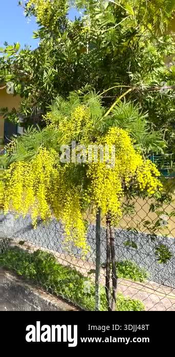 Spring mimosa flowers bloom on tree in yard of house on sunny day ...