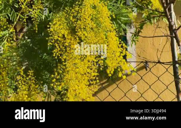 Spring mimosa flowers bloom on tree in yard of house on sunny day ...