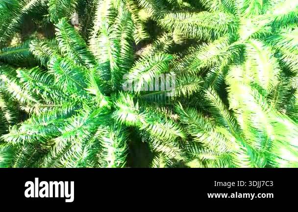 Cinematic Green Palm Tree Canopy Textures in Borneo, Southeast Asia: An ...