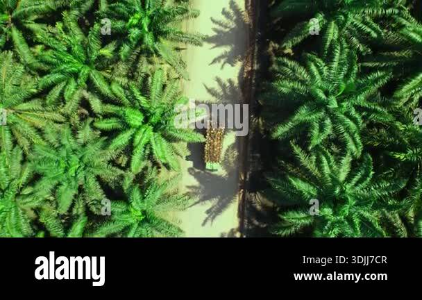 Top-Down Aerial View: Truck transporting a full load of Fresh Fruit ...