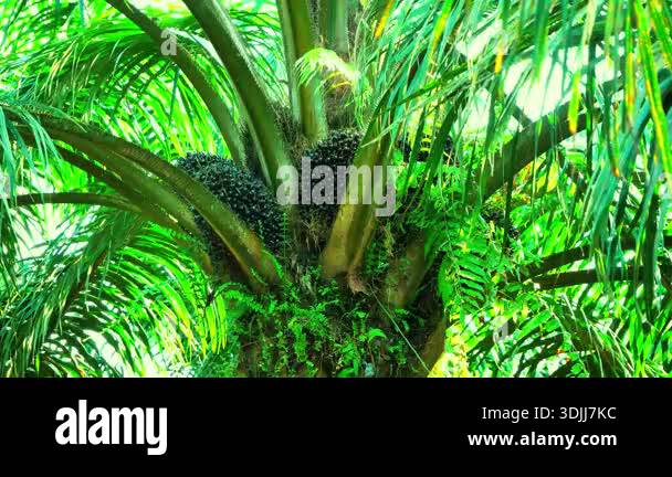 Fresh Fruit Bunches (FFB): Informative industrial shot of ripe FFB ...