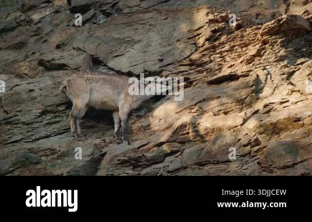 Mountain goat navigating steep rocky cliff in natural daylight ...