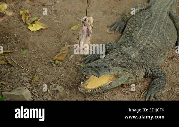 Siamese crocodile on sandy ground opening jaws toward chicken meat tied ...
