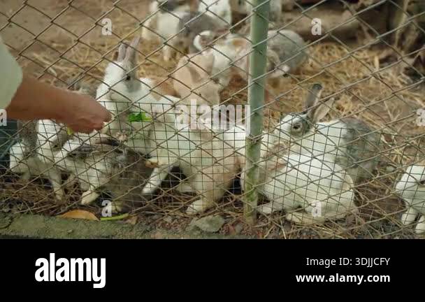 Hand feeding young rabbits through wire fence on small farm, fluffy ...