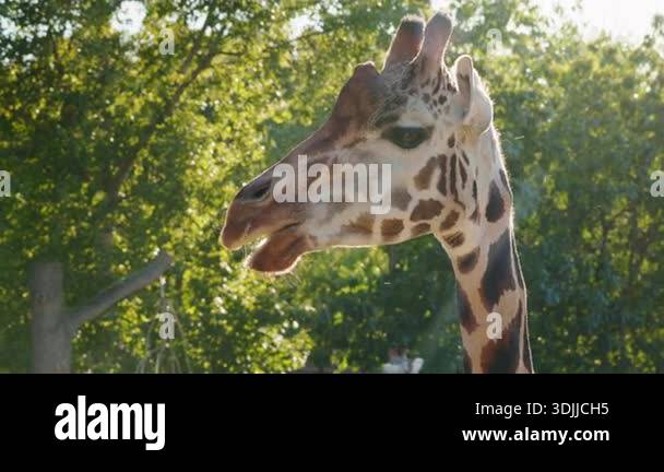 Side profile close-up of giraffe head and long neck in soft sunlight ...