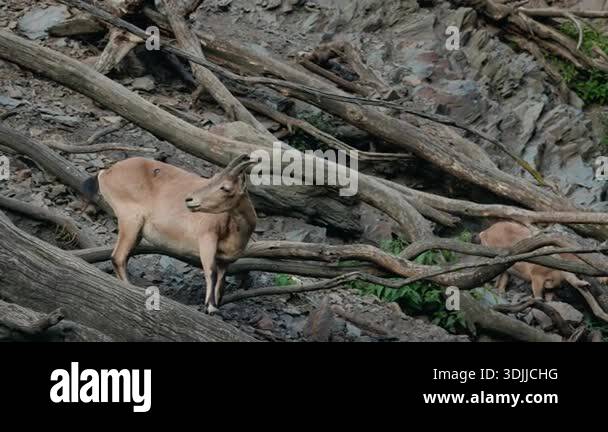 Wild mountain goat standing among fallen tree trunks on a rocky ...