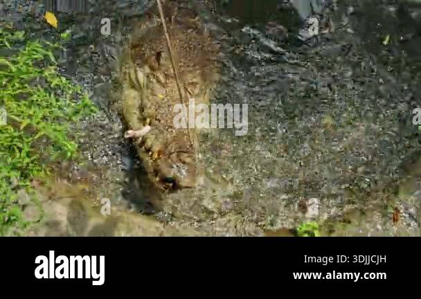 Crocodile biting and holding raw chicken tied to rope on sandy ground ...
