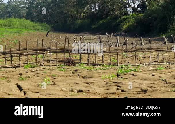 Traditional bamboo fencing stands across dry, cracked farmland with ...
