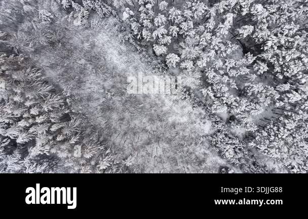 Natural winter forest pattern from above Stock Video Footage - Alamy