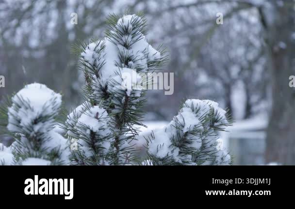 falling snow on covered pine branches in nature Stock Video Footage - Alamy