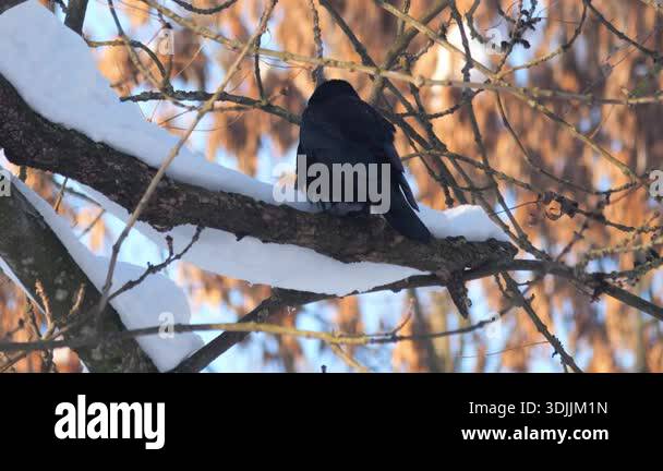 Black Crow Perched On Snowy Branch, Fluffed Feathers, Pale Face Patch ...