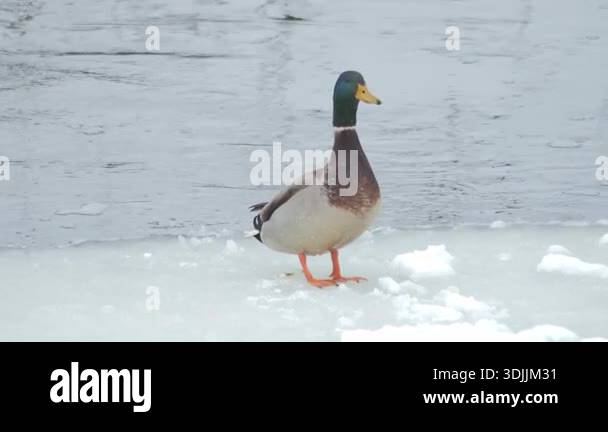 Mallard Duck Swimming in Winter Ice-Covered Lake with Falling ...