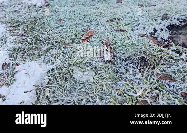 Grass and yellow leaves covered with frost in the first autumn frosts ...