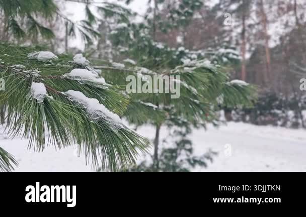 Beautiful winter scenery with snow falling on a tree branch close-up ...