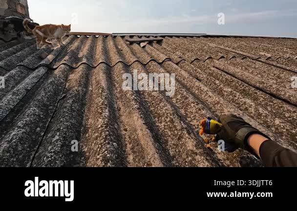 Volunteer trying to rescue scared cat from the roof of house after ...