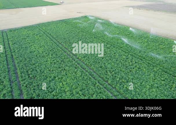 Agricultural Sprinklers Irrigating a Large Farm Field Stock Video ...