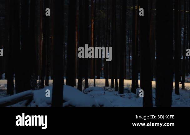 Young professional athlete works out and does cross country skiing ...