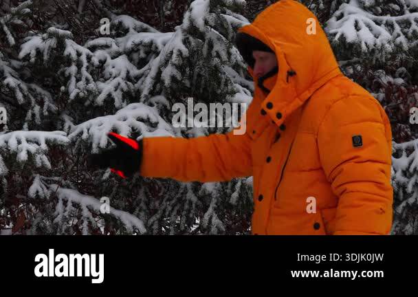 Man's hand shaking snow off a pine tree while it's snowing. 4K video ...