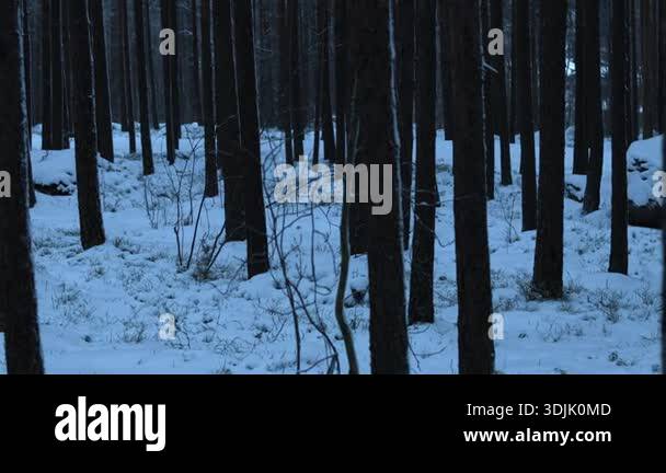 Young professional athlete works out and does cross country skiing ...